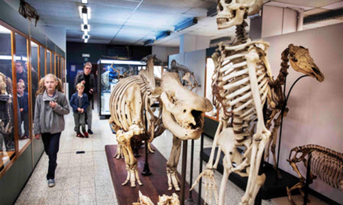 Dierkundemuseum ULB - FAAM